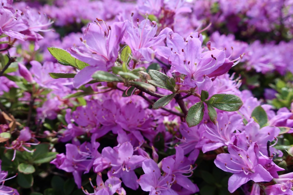 Sensuikyo(仙酔峡) in Aso where you will immerse yourself in its beauty and ...